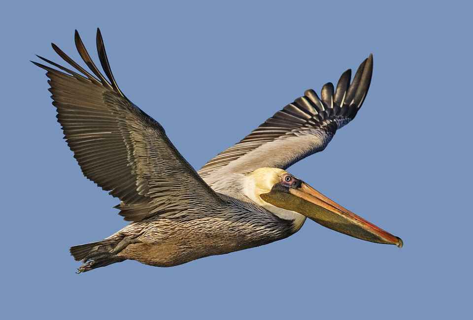 Florida Keys wildlife: 12 animals not to miss & when to see them