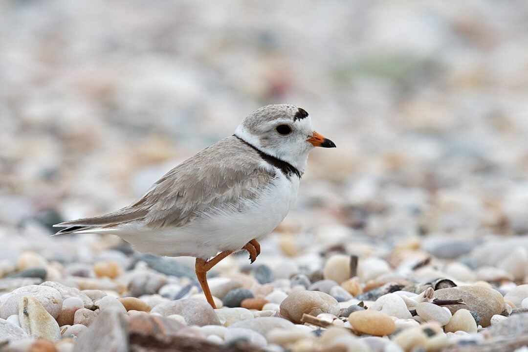 Florida Keys wildlife: 12 animals not to miss & when to see them