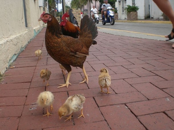 Key West chickens: Noisy, colorful and just like Key West