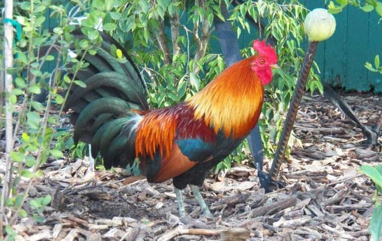 Key West chickens: Noisy, colorful and just like Key West