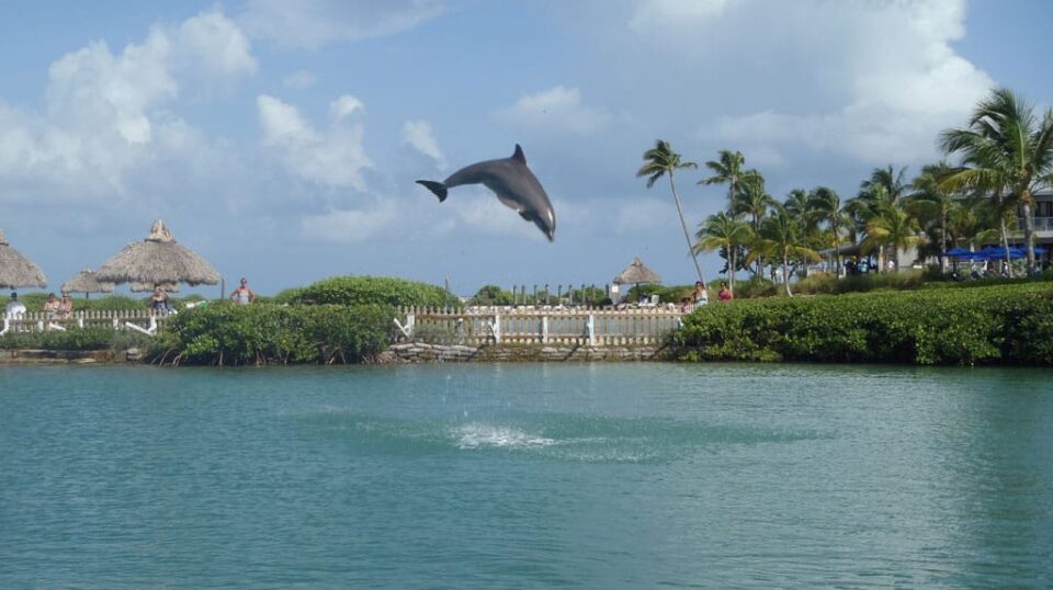 Florida Keys animals: 9 places to see dolphins, turtles, Key deer