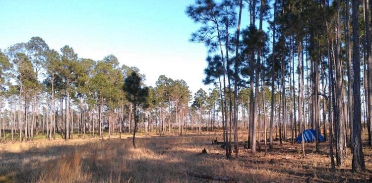 Primitive camping in Ocala National Forest | floridarambler.com