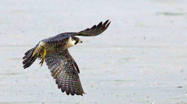 Florida Keys wildlife: 12 animals not to miss & when to see them