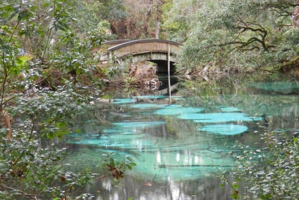 Ocala springs: Kayaking 4 gorgeous rivers within 45 minutes