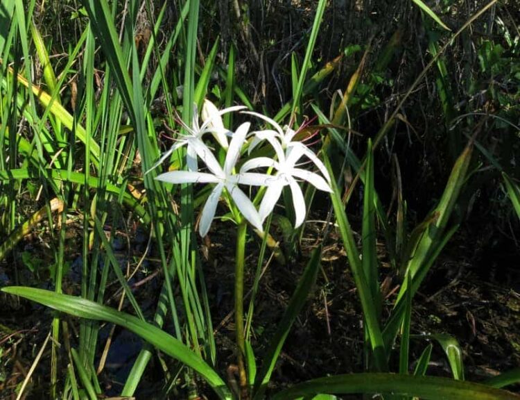 Turner River kayak trail: The best in the Everglades