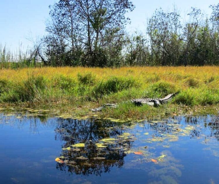 Turner River kayak trail: The best in the Everglades