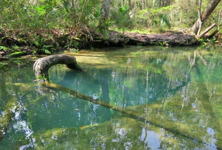 Chassahowitzka: Springs & wildlife make the Chaz memorable