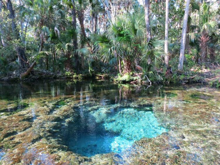 Chassahowitzka: Springs & wildlife make the Chaz memorable