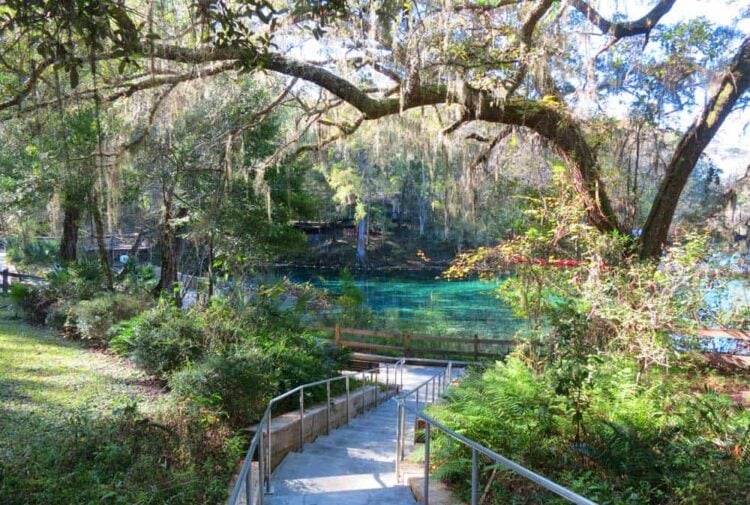Fanning Springs State Park & Manatee Springs State Park