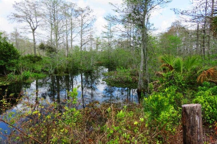 Bluegill Trail: The best Everglades levee bike trail