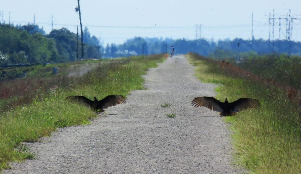 Bluegill Trail: The best Everglades levee bike trail