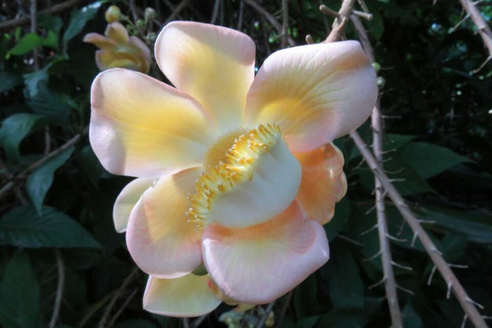 The Kampong: 2 things that make this Miami garden so special