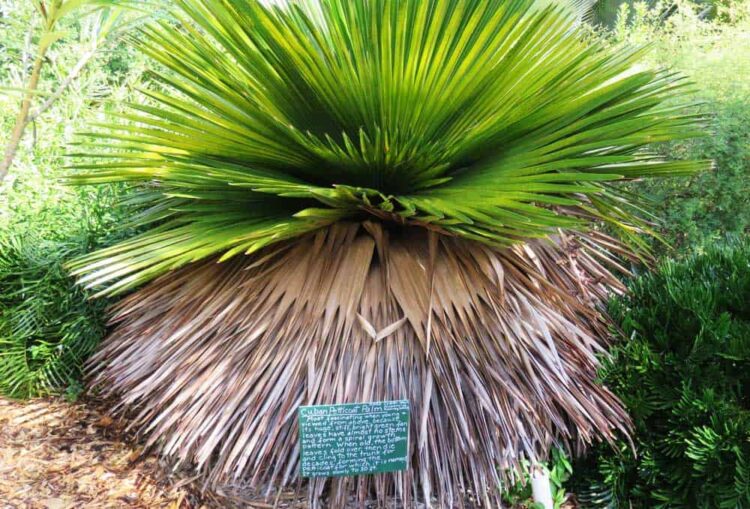 Key West Botanical Garden: Delightful spot for plant lovers