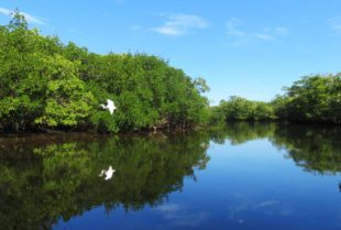 Fort Myers Bunche Beach: Heaven for kayakers, birders