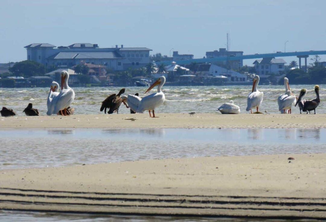 Fort Myers Bunche Beach: Heaven for kayakers, birders