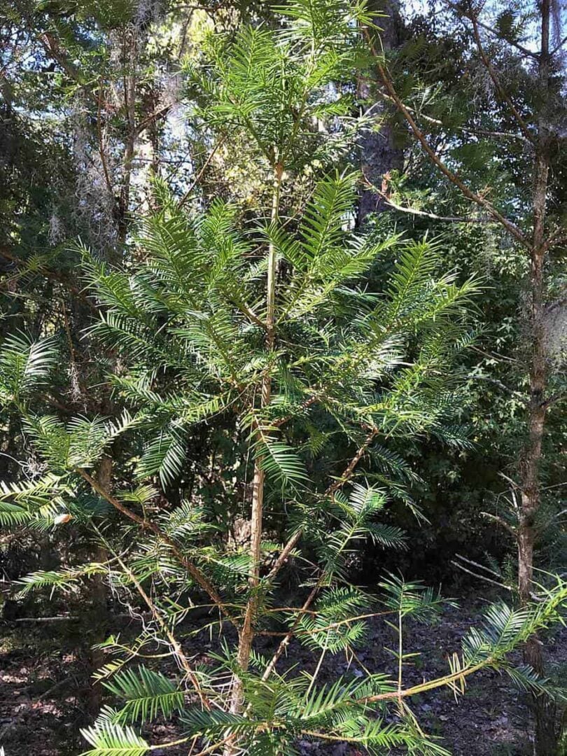 Torreya State Park: Unusual scenery, rare tree, top camping