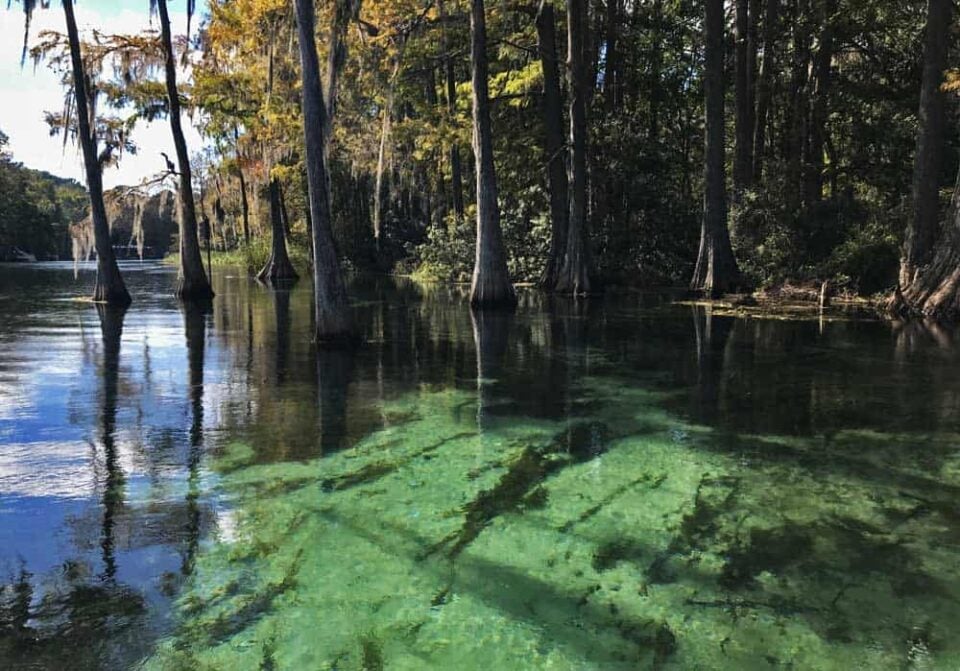 Rainbow River: So clear; it's like tubing in an aquarium