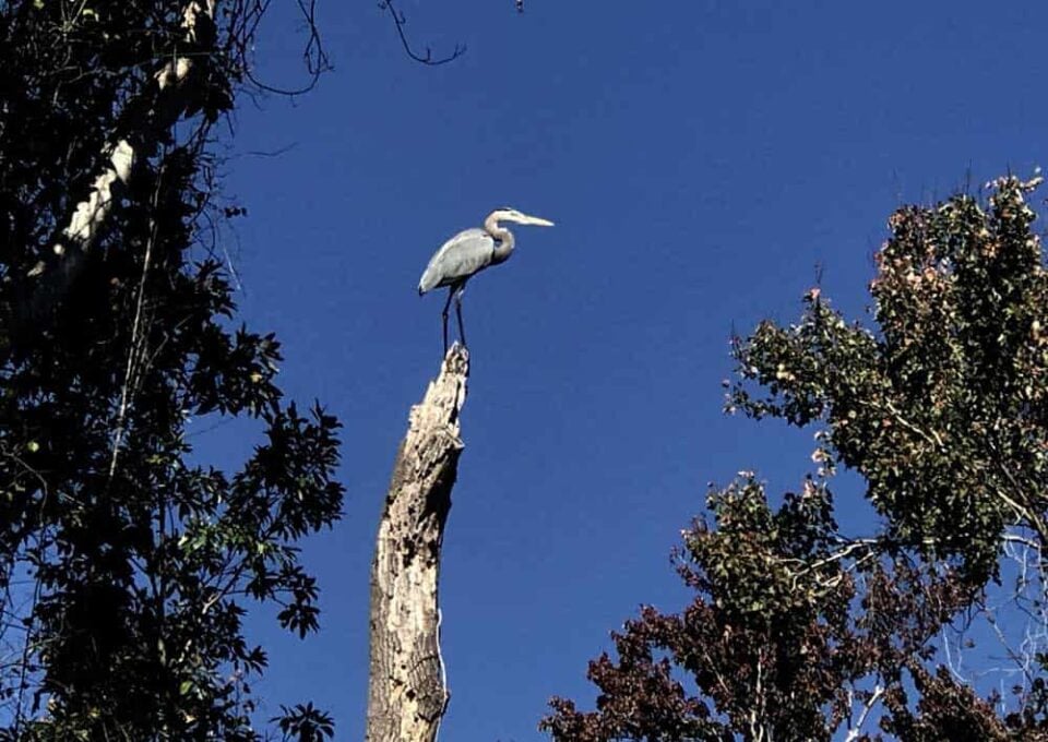 Alexander Springs: Fine paddling, camping in Ocala National Forest