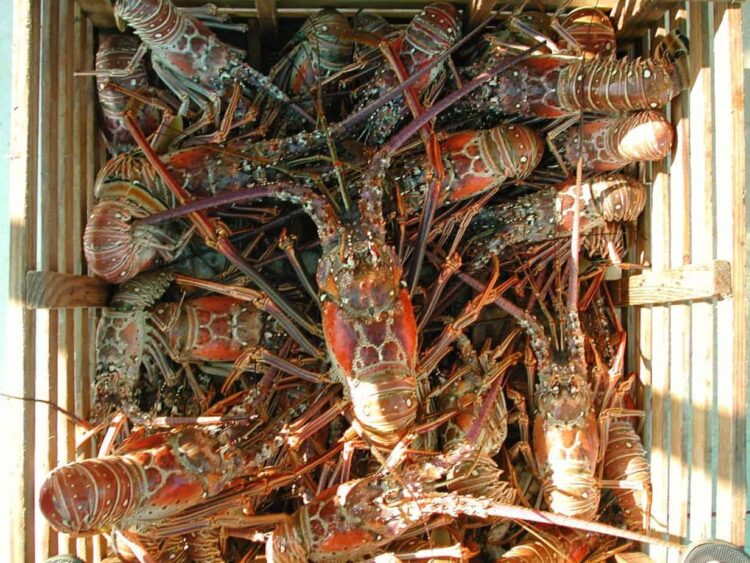 Coming soon: Florida lobster season