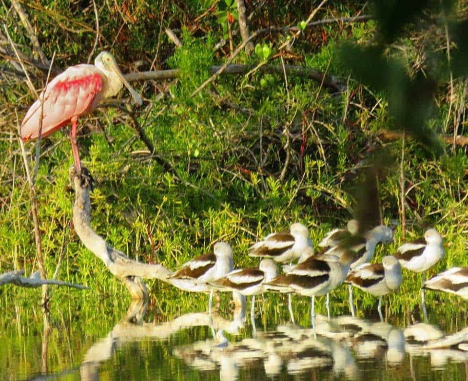 Fabulous Flamingo, Everglades National Park's last outpost
