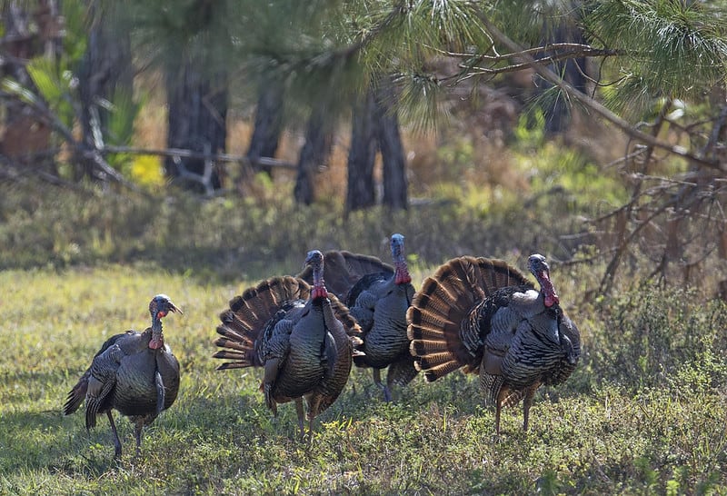 A Thanksgiving Story: Florida's wild turkeys!