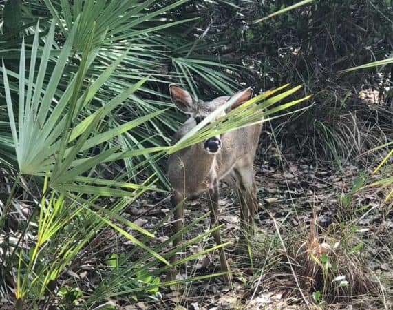 Where to see Key deer: Visit Big Pine Key nature center first