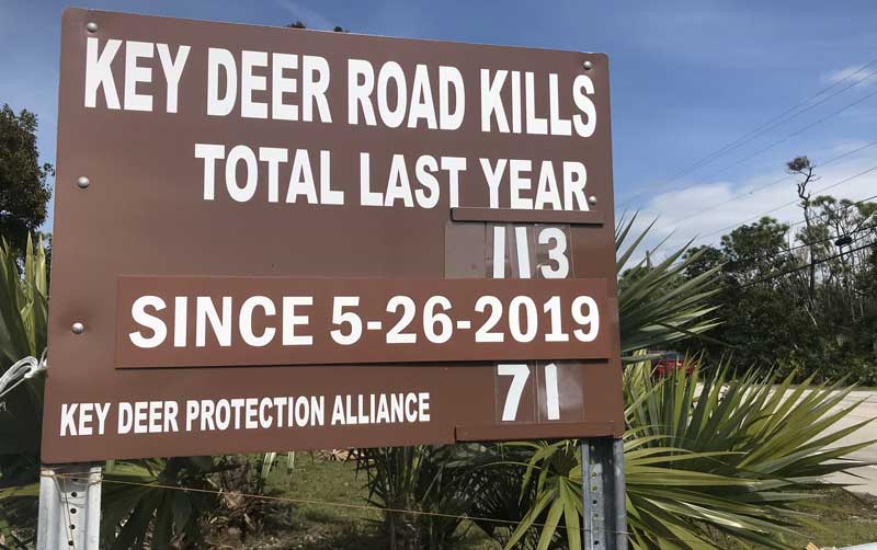 Where to see Key deer: Visit Big Pine Key nature center first