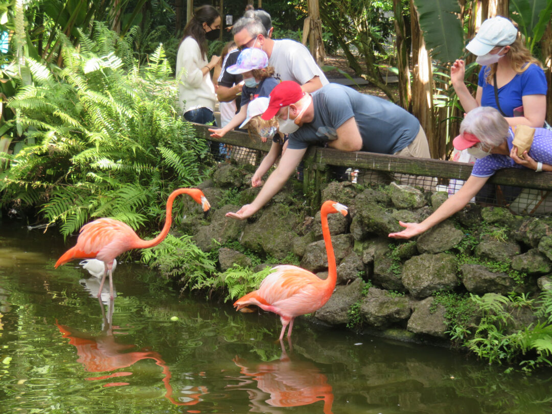 Flamingo Gardens: 4 great reasons to visit this oasis in city