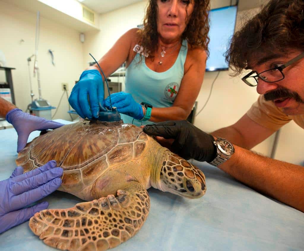 Marathon Turtle Hospital: Rare endangered species up close
