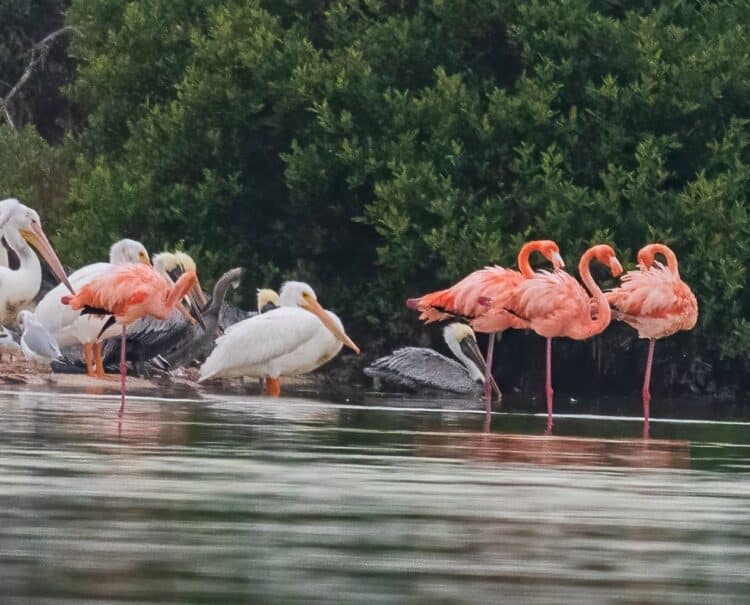 Flamingos in Florida: Back for good? 101 counted in the wild