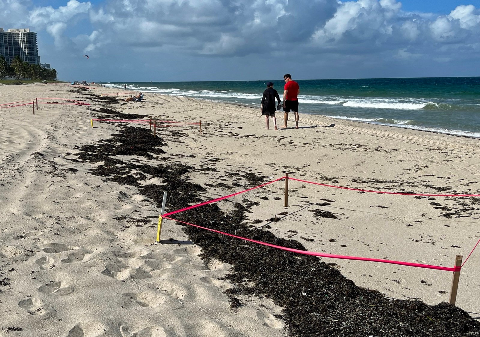 Florida sea turtles nesting: 12 places for a thrilling walk