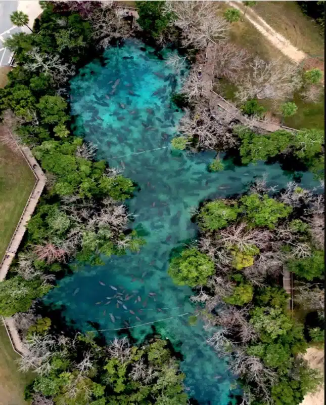 Crystal River manatees: See manatees, even swim with them