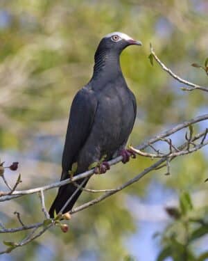 Florida Keys wildlife: 12 animals not to miss & when to see them