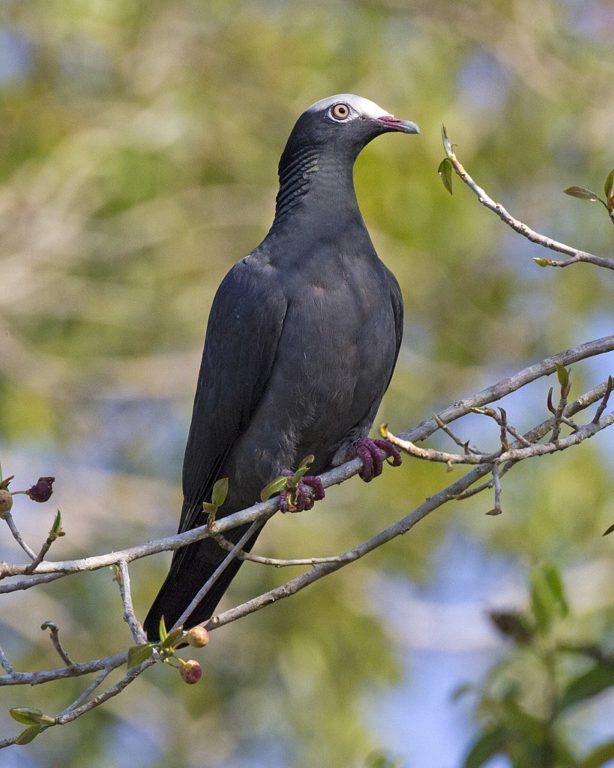 Florida Keys wildlife: 12 animals not to miss & when to see them