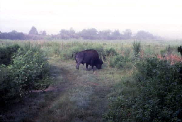 Paynes Prairie Preserve State Park: Bison & wild horses? Yes!