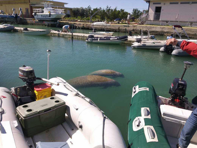 Things to do in Marathon: Heart of the Keys is a fun base