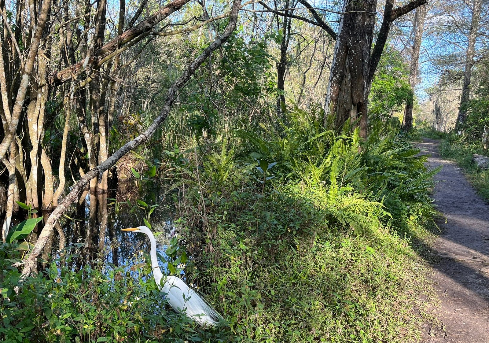 Naples Bird Rookery Swamp: 9 ways it's great for hiking, biking