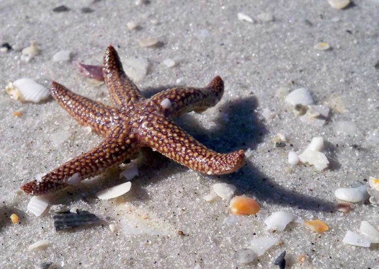 7 quiet beaches in Florida: Secluded beaches we love