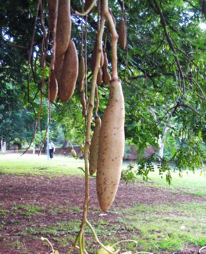 10 wonders of Fruit and Spice Park, a unique garden in Miami's Redland