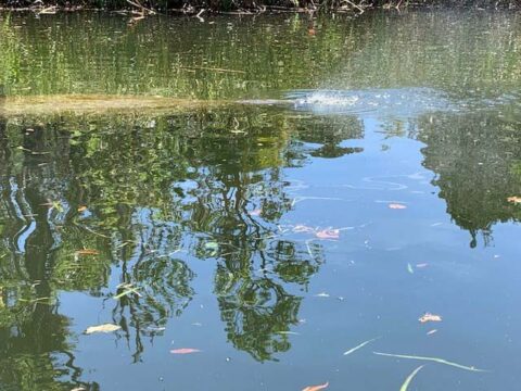 Crystal River is making a comeback, and the manatees are loving it