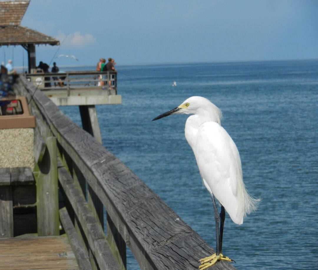 10 things to do enjoy to beauty of Naples Florida