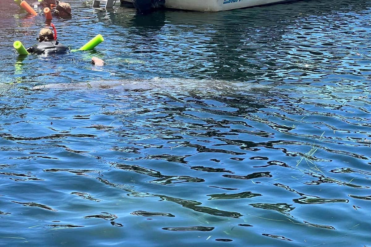 Crystal River is making a comeback, and the manatees are loving it