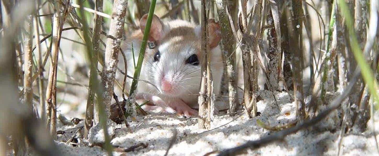Anastasia State Park | floridarambler.com