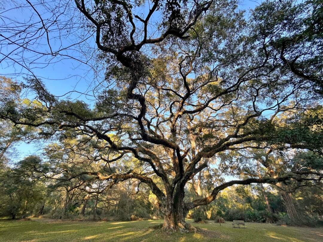 Dade Battlefield Historic State Park: A serene spot to learn