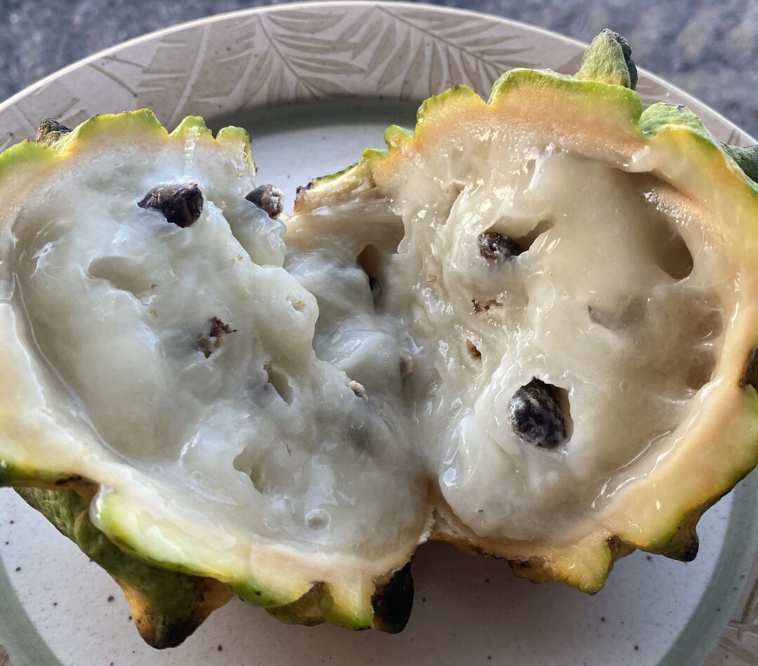 10 wonders of Fruit and Spice Park, a unique garden in Miami's Redland