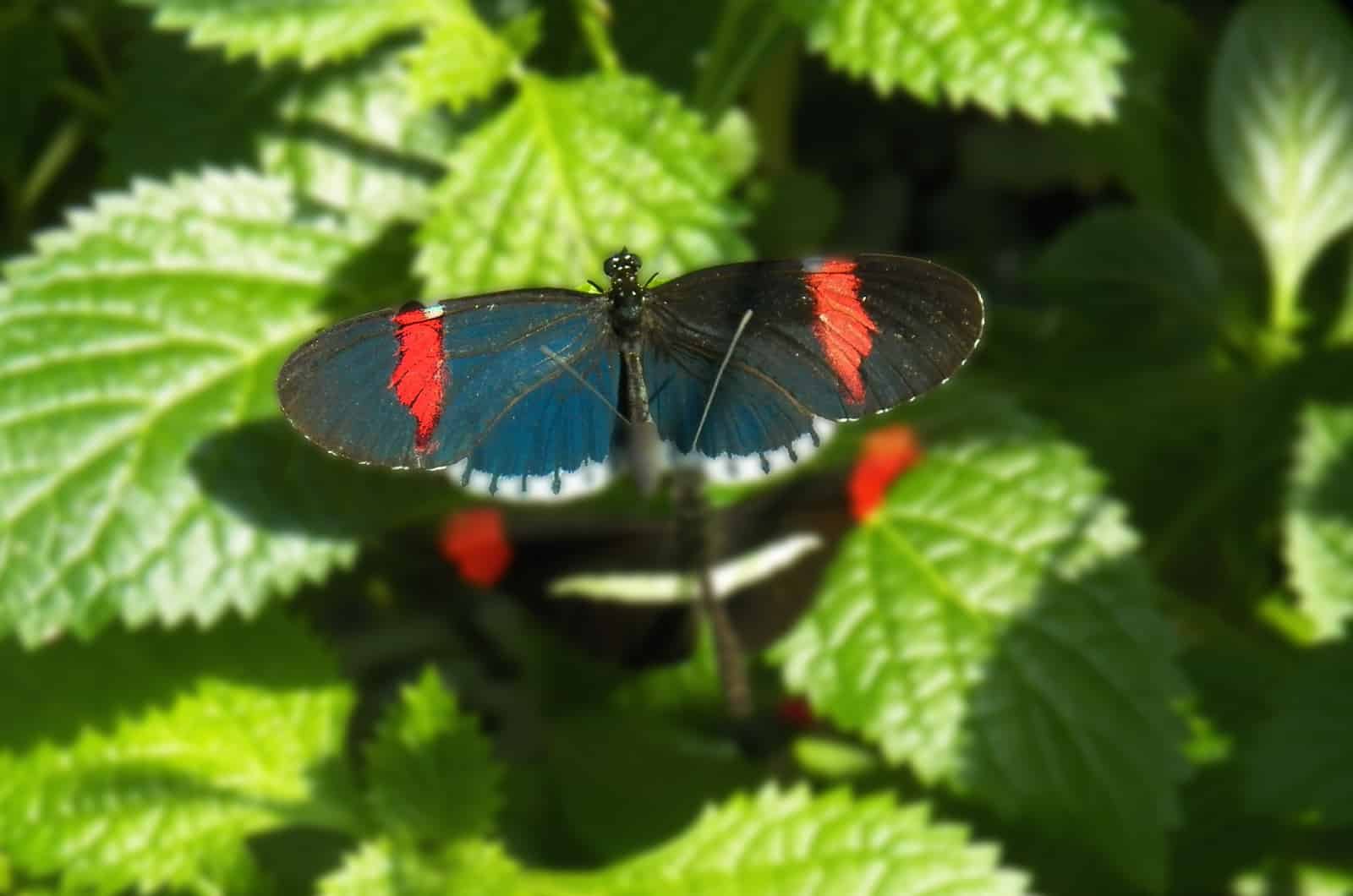 Key West butterfly garden: Magical, mellow experience