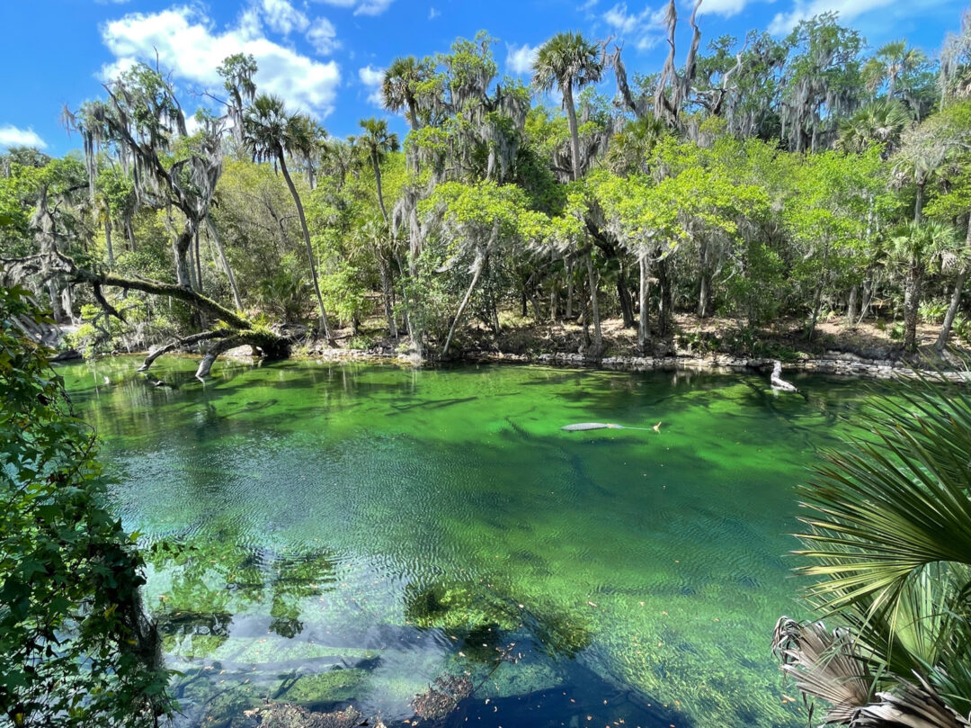 Blue Spring State Park: Manatees & natural beauty