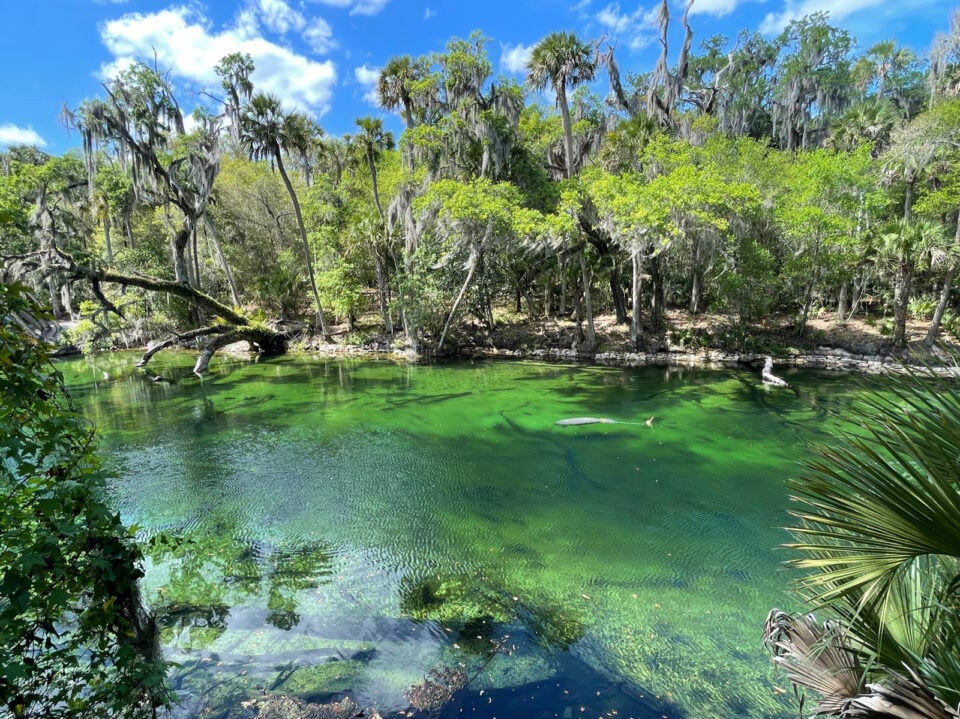 Blue Spring State Park: Manatees & natural beauty