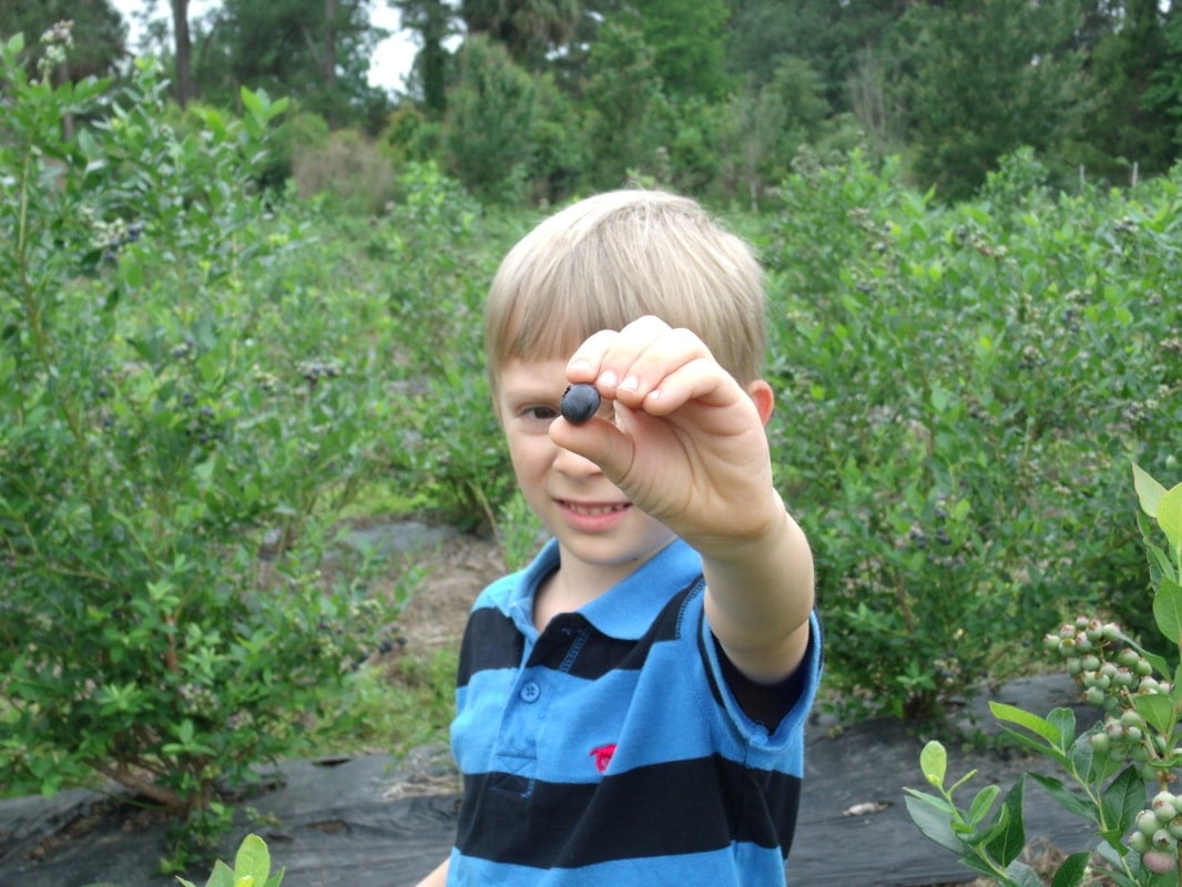 U-pick farms in Florida: Blueberries to figs; fresh & fun