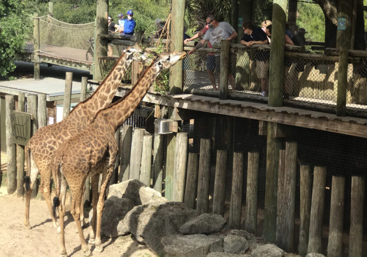 Things to do in Melbourne Florida: Great zoo; cool town
